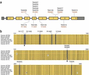 Mutations in smooth muscle α-actin ( ACTA2 ) lead to thoracic aortic ...