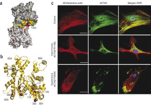 Mutations in smooth muscle α-actin ( ACTA2 ) lead to thoracic aortic ...