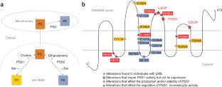 Gain-of-function mutations in the phosphatidylserine synthase 1 ...