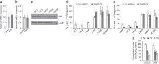 Gain-of-function mutations in the phosphatidylserine synthase 1 ...