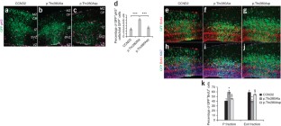 De novo CCND2 mutations leading to stabilization of cyclin D2 cause ...