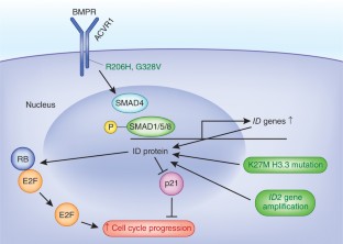 ACVR1 mutations and the genomic landscape of pediatric diffuse glioma ...
