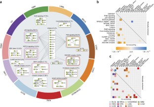 Pan-cancer network analysis identifies combinations of rare somatic ...