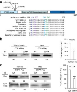 COPA mutations impair ER-Golgi transport and cause hereditary ...