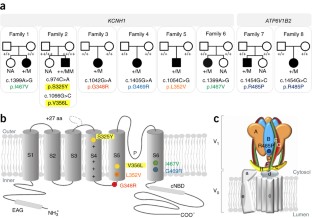 Mutations in KCNH1 and ATP6V1B2 cause Zimmermann-Laband syndrome ...