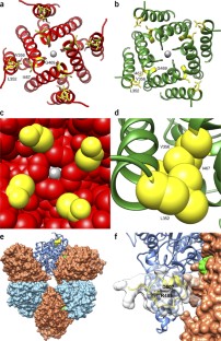 Mutations in KCNH1 and ATP6V1B2 cause Zimmermann-Laband syndrome ...