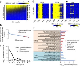 Broad H3K4me3 is associated with increased transcription elongation and ...