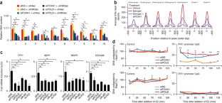 Nucleation of DNA repair factors by FOXA1 links DNA demethylation to ...