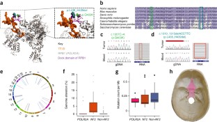 Recurrent somatic mutations in POLR2A define a distinct subset of ...