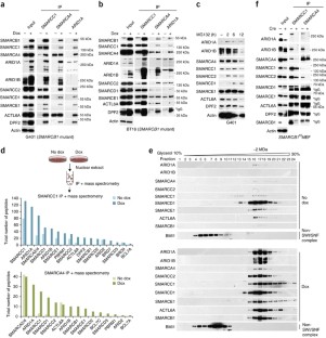 SMARCB1-mediated SWI/SNF complex function is essential for enhancer ...