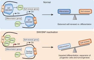 SWI/SNF complex in cancer | Nature Genetics