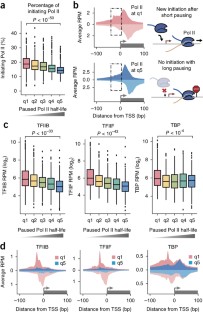 Paused RNA polymerase II inhibits new transcriptional initiation ...