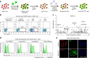 Hyperactivation of HUSH complex function by Charcot–Marie–Tooth disease ...