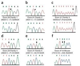 Fraser syndrome and mouse blebbed phenotype caused by mutations in ...