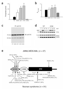 Somatic mutations in PTPN11 in juvenile myelomonocytic leukemia ...