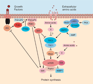 Dysregulation of the TSC-mTOR pathway in human disease | Nature Genetics