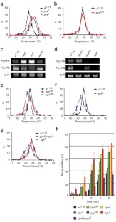 Pyrexia is a new thermal transient receptor potential channel endowing ...