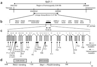 Identification of mutations in CUL7 in 3-M syndrome | Nature Genetics