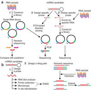 Approaches to microRNA discovery | Nature Genetics