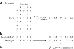 Principal components analysis corrects for stratification in genome ...