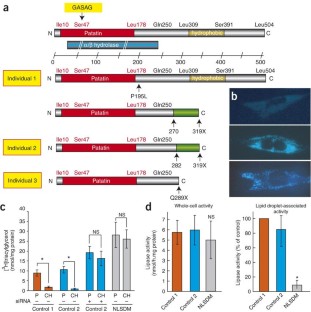 The gene encoding adipose triglyceride lipase ( PNPLA2 ) is mutated in ...