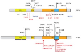 Gain-of-function RAF1 mutations cause Noonan and LEOPARD syndromes with hypertrophic ...