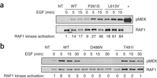 Gain-of-function RAF1 mutations cause Noonan and LEOPARD syndromes with hypertrophic ...