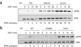 Gain-of-function RAF1 mutations cause Noonan and LEOPARD syndromes with hypertrophic ...