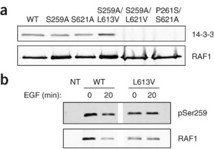 Gain-of-function RAF1 mutations cause Noonan and LEOPARD syndromes with hypertrophic ...