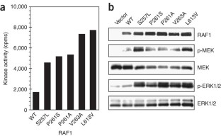 Germline gain-of-function mutations in RAF1 cause Noonan syndrome | Nature Genetics