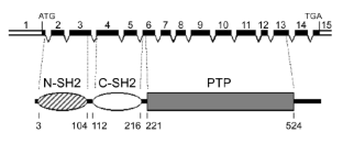 Mutations in PTPN11 , encoding the protein tyrosine phosphatase SHP-2 ...
