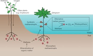 Methanotrophs in moss | Nature Geoscience