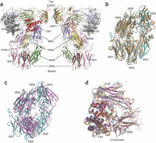 Structure of and influence of a tick complement inhibitor on human ...