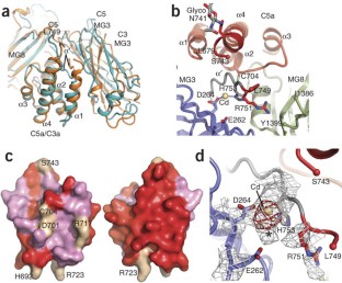 Structure of and influence of a tick complement inhibitor on human ...