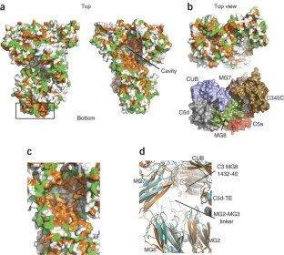 Structure of and influence of a tick complement inhibitor on human ...