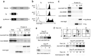 Mincle is an ITAM-coupled activating receptor that senses damaged cells ...
