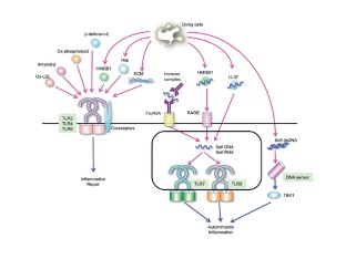The role of pattern-recognition receptors in innate immunity: update on Toll-like receptors ...