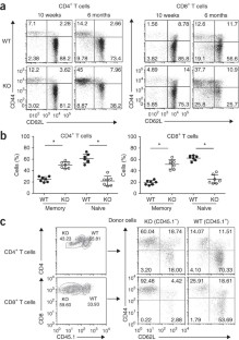 The ubiquitin ligase Peli1 negatively regulates T cell activation and ...