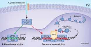 Turning transcription on or off with STAT5: when more is less | Nature ...