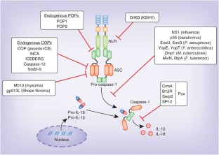 Regulation of inflammasome signaling | Nature Immunology