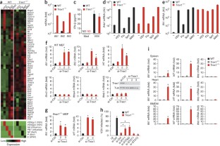 Trex1 regulates lysosomal biogenesis and interferon-independent ...