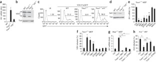 Trex1 regulates lysosomal biogenesis and interferon-independent ...