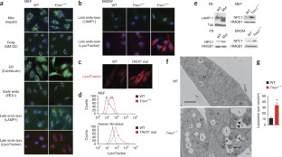 Trex1 regulates lysosomal biogenesis and interferon-independent ...
