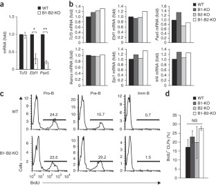The transcription repressors Bach2 and Bach1 promote B cell development ...