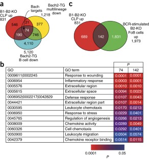 The transcription repressors Bach2 and Bach1 promote B cell development ...