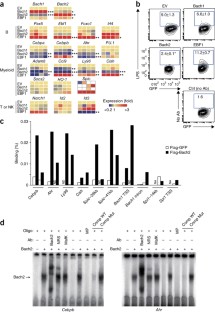 The transcription repressors Bach2 and Bach1 promote B cell development ...