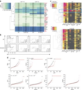 The transcription repressors Bach2 and Bach1 promote B cell development ...