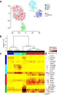 The heterogeneity of human CD127 + innate lymphoid cells revealed by ...