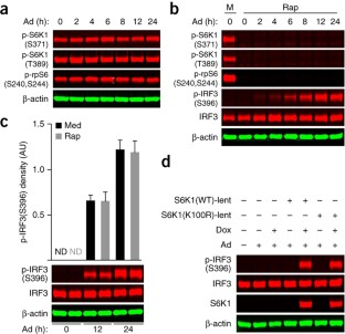 S6K-STING interaction regulates cytosolic DNA–mediated activation of ...