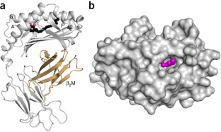 CD1a on Langerhans cells controls inflammatory skin disease | Nature ...